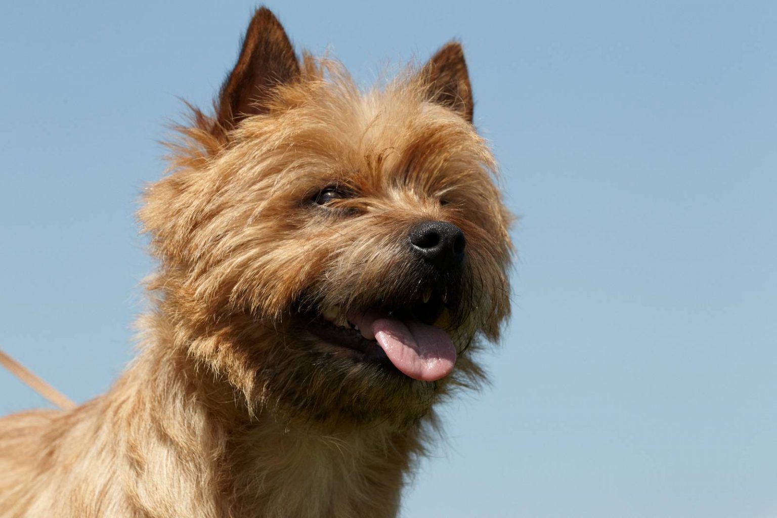 Splinterhill's Dutch Gold (Dutch) - Splinterhill's en Quoymeasson's ...