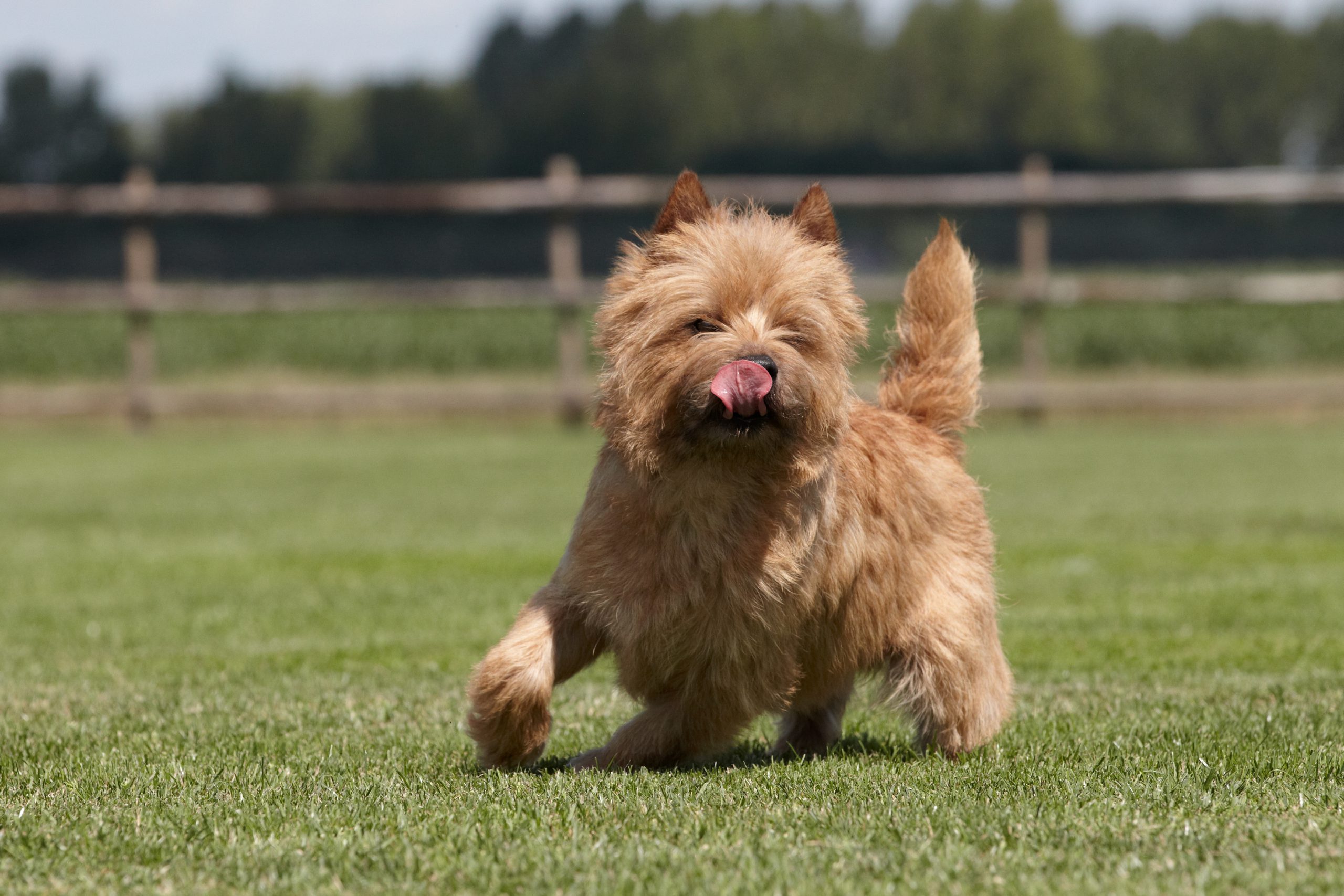Muizen - Splinterhill's en Quoymeasson's Cairn Terriers